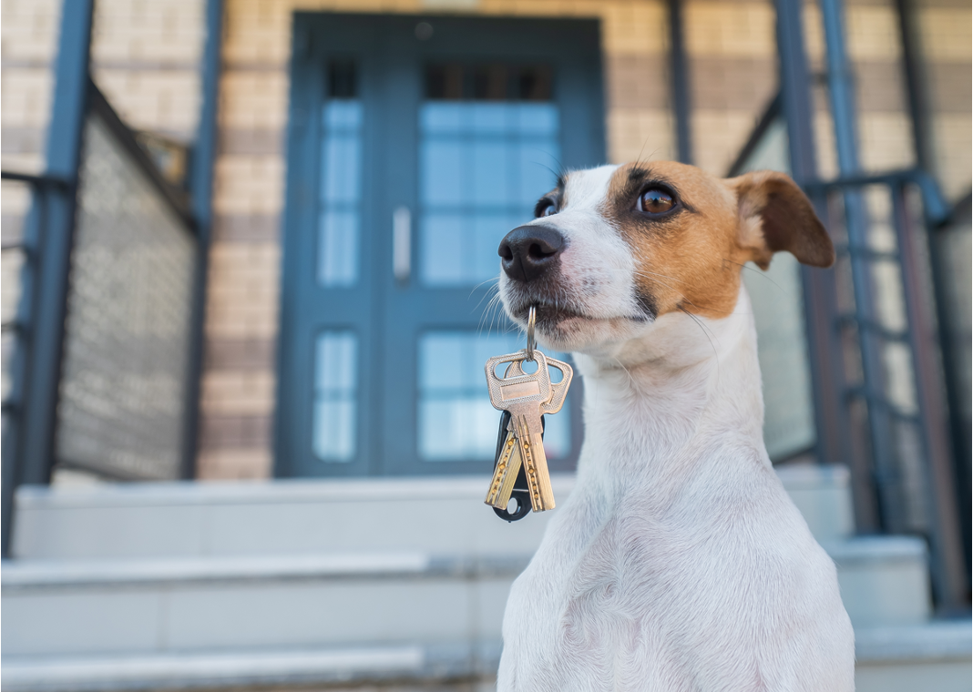 Good news for dog owners who rent – Miraculous Meals