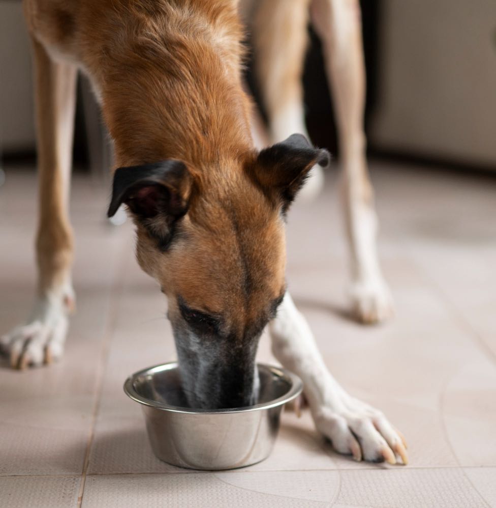 Miraculous Meals | The Dog Food That Changes Lives